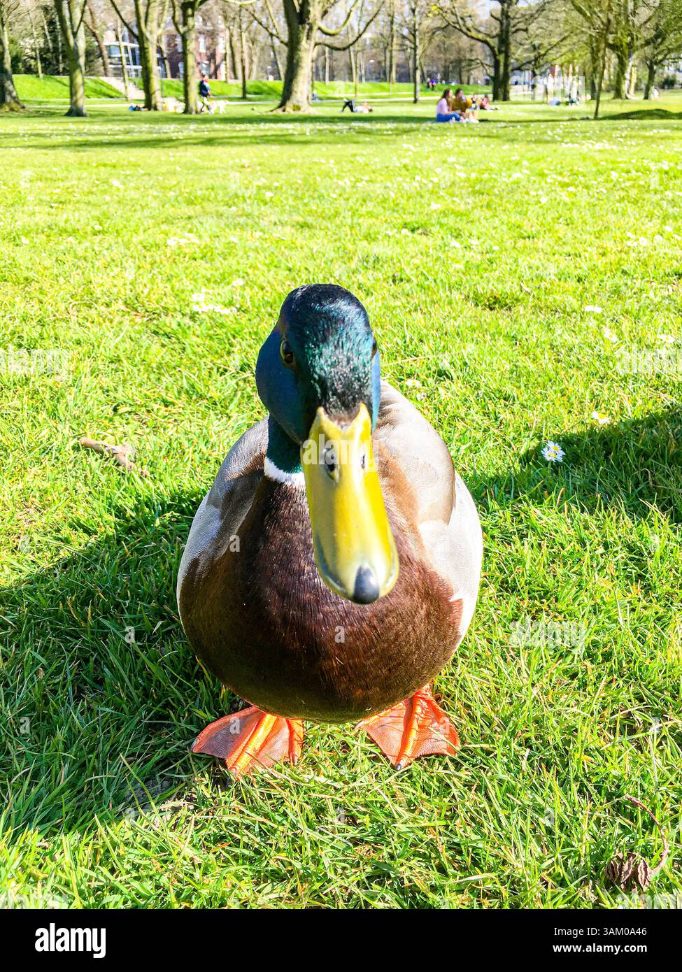 Duck Begging for Scraps of Food Mister Duck Begging for Scraps of Food ...
