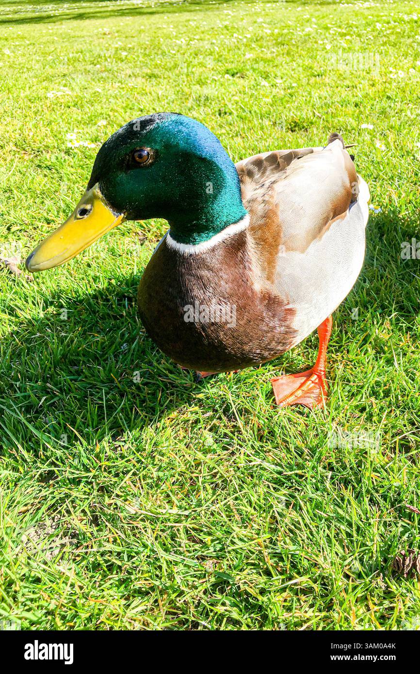 Duck Begging for Scraps of Food Mister Duck Begging for Scraps of Food ...