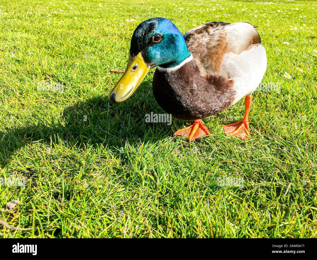 Duck Begging for Scraps of Food Mister Duck Begging for Scraps of Food ...