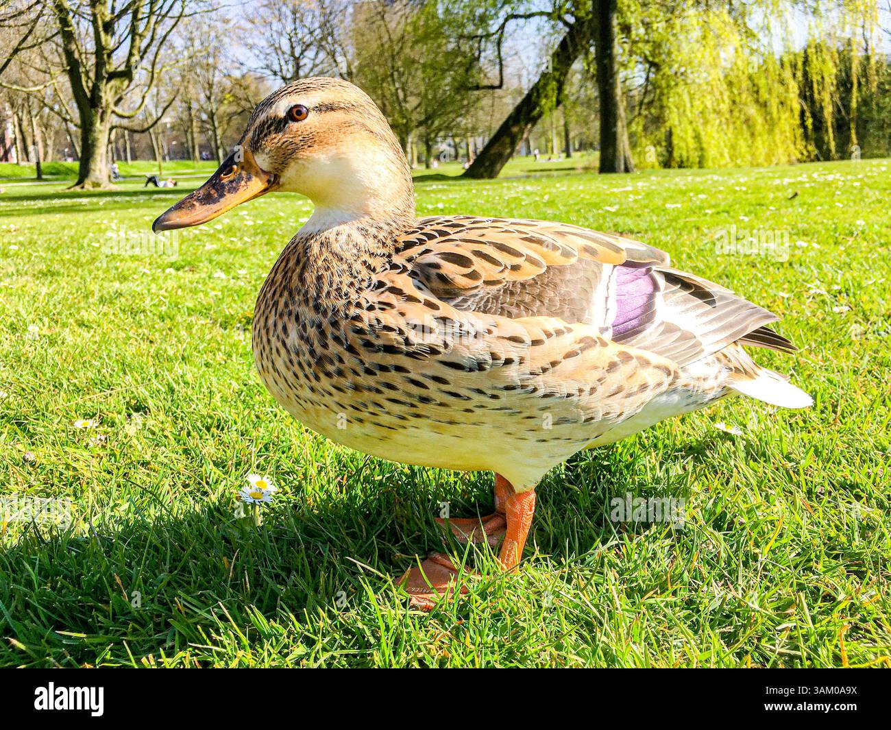 Duck Begging for Scraps of Food Misses Duck Begging for Scraps of Food ...