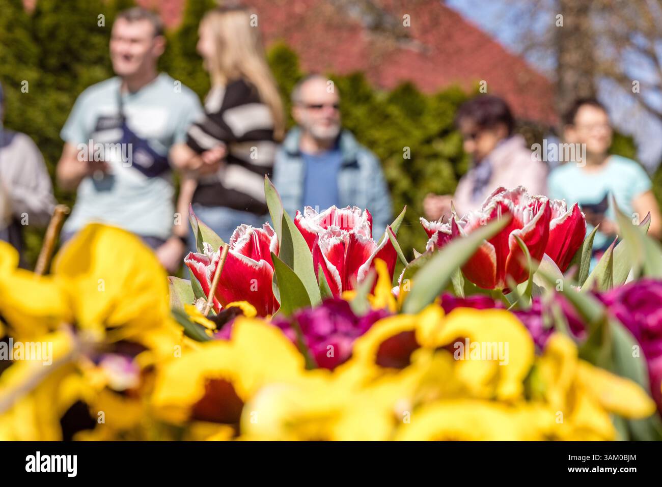 Luckau, Germany. 13th Apr, 2025. Tulips stand in a bed with pansies at ...