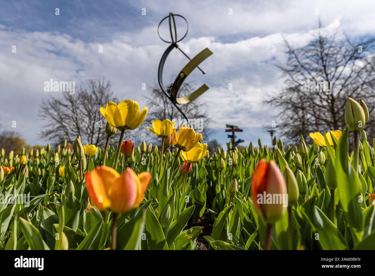 Luckau, Germany. 13th Apr, 2025. Tulips stand in a bed in front of a ...