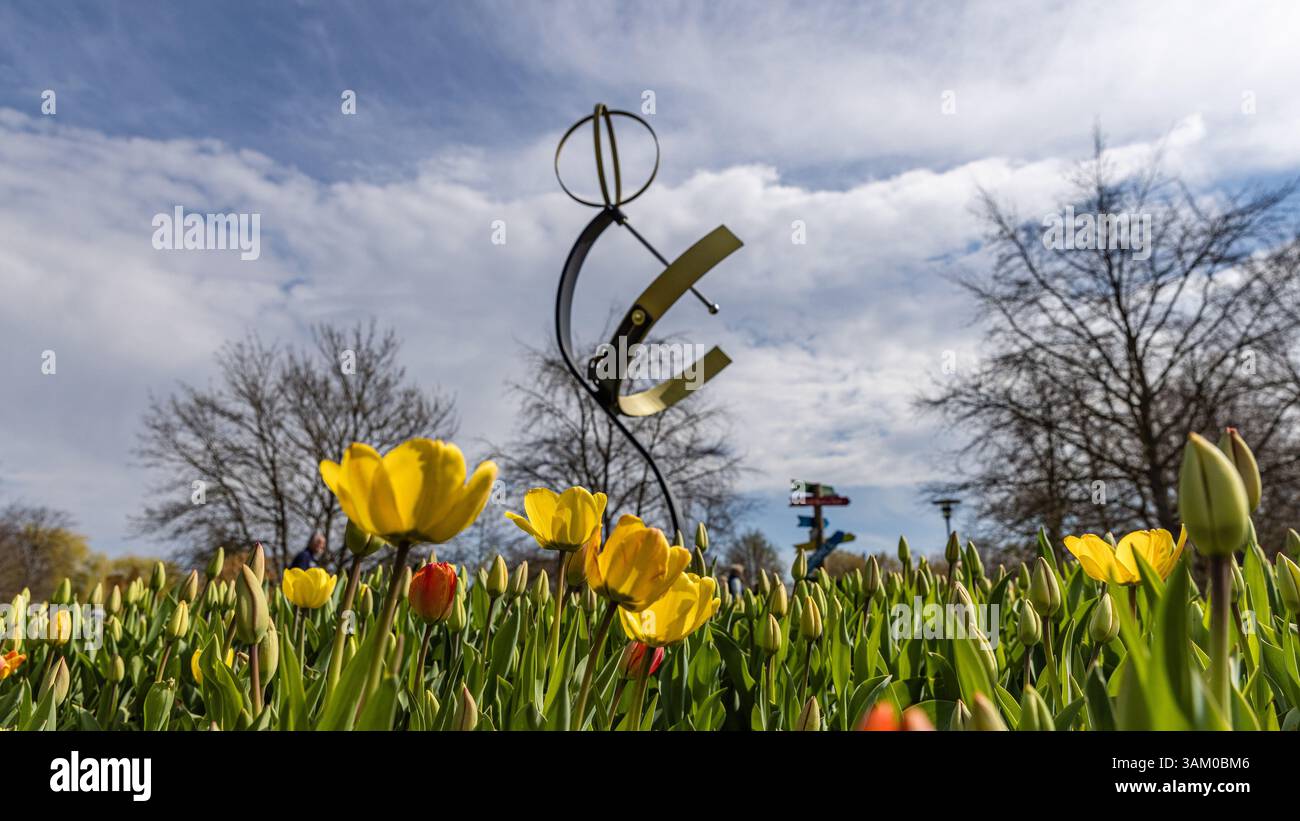 Luckau, Germany. 13th Apr, 2025. Tulips stand in a bed in front of a ...