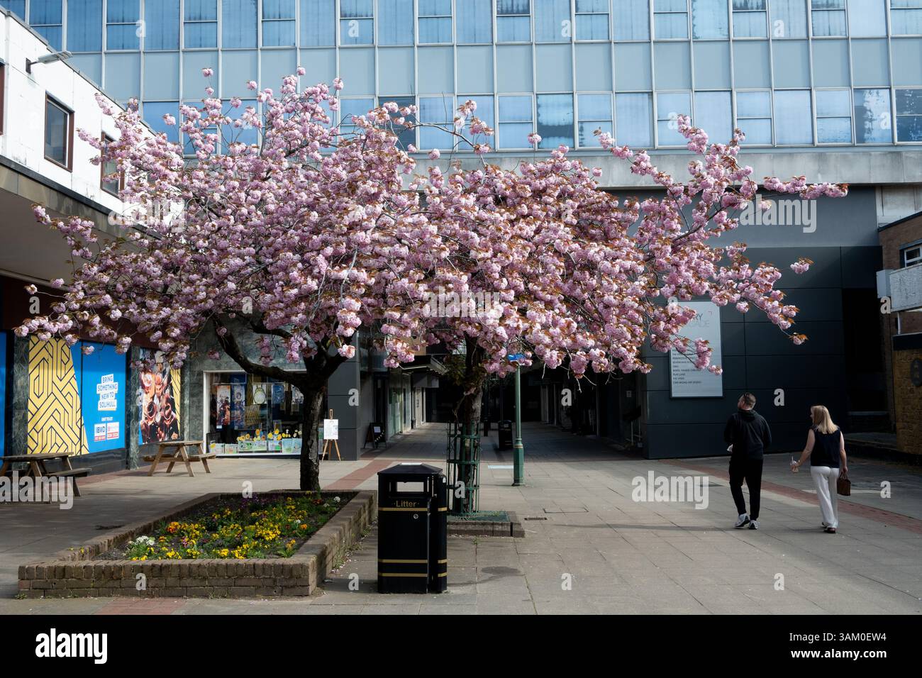 Flowering cherry trees in Mell Square, Solihull town centre, West ...
