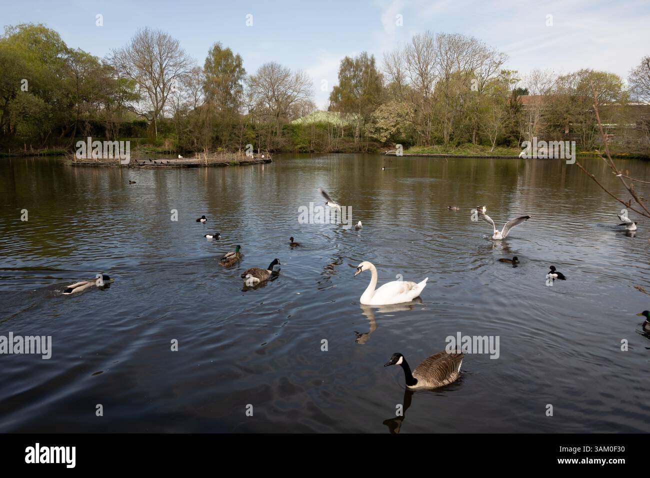 The lake in Tudor Grange Park, Solihull, West Midlands, England, UK ...