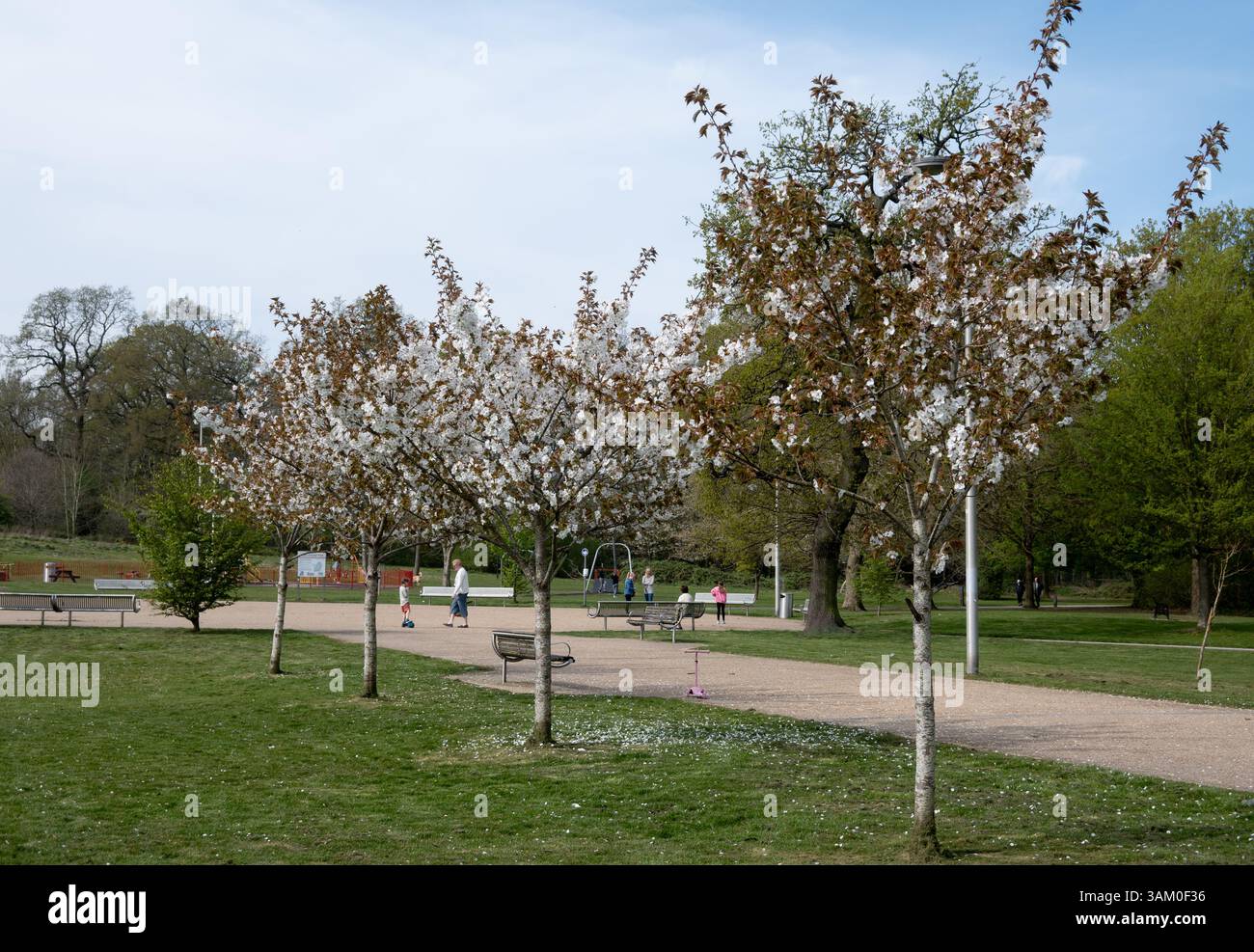 Flowering cherry trees in Tudor Grange Park, Solihull, West Midlands ...