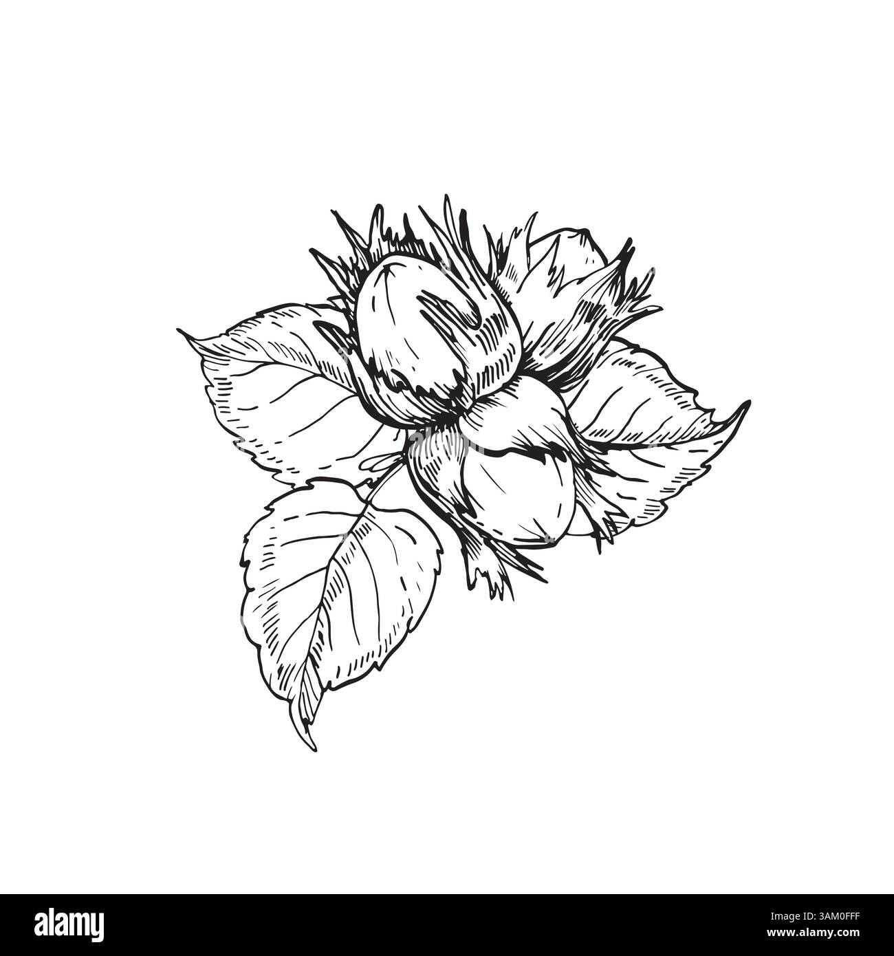 Hazelnut branch with leaves and fruits. Vector black and white ...