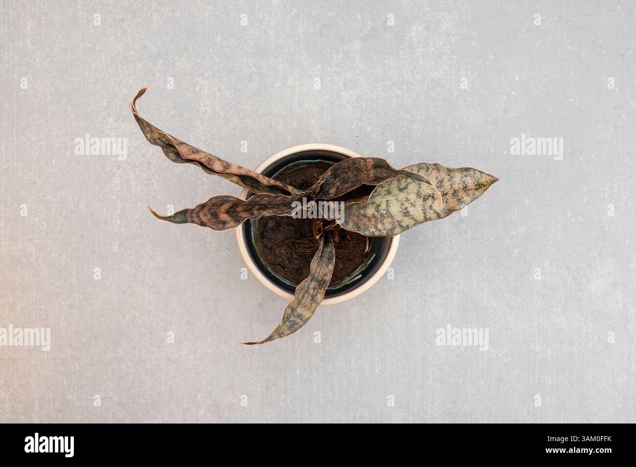 Sansevieria copperton snake plant with curled leaves aerial view Stock ...