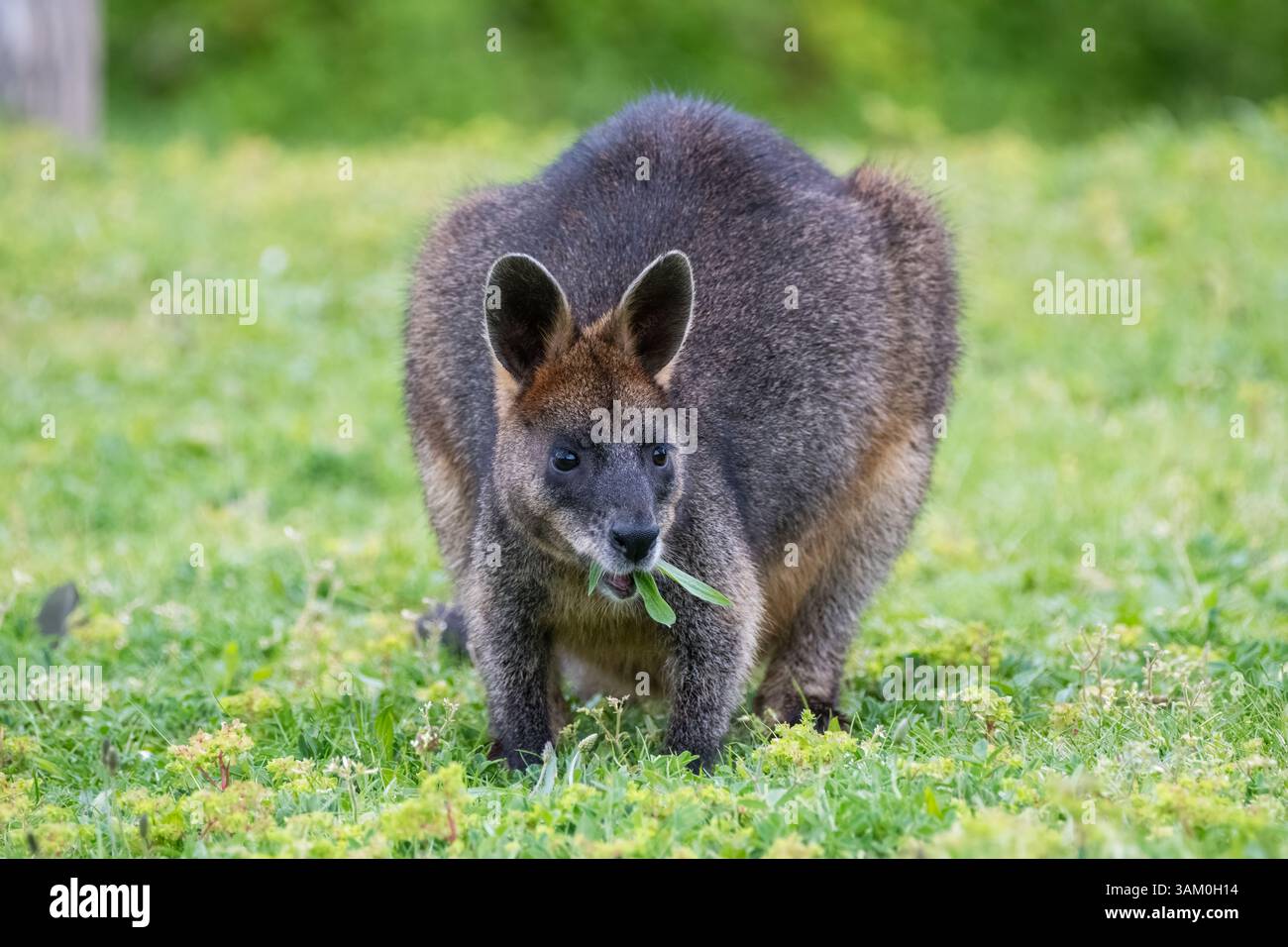 black wallaby, Wallabia bicolor, eating on the ground, Tidal River ...