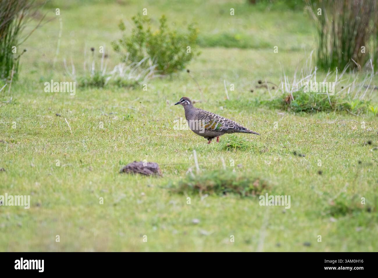 common bronzewing, Phaps chalcoptera, on the ground, Wilsons Promontory ...