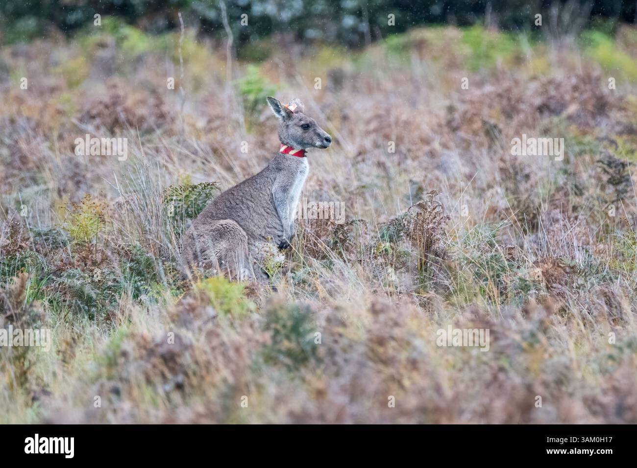 great grey kangaroo, Macropus giganteus,, under the rain with ear tags ...