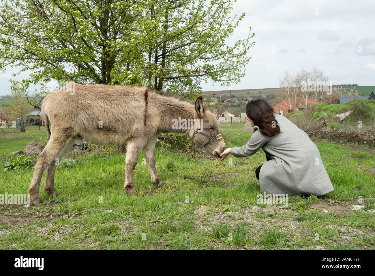 A woman feeds a donkey in the spring. Love for animals Stock Photo - Alamy