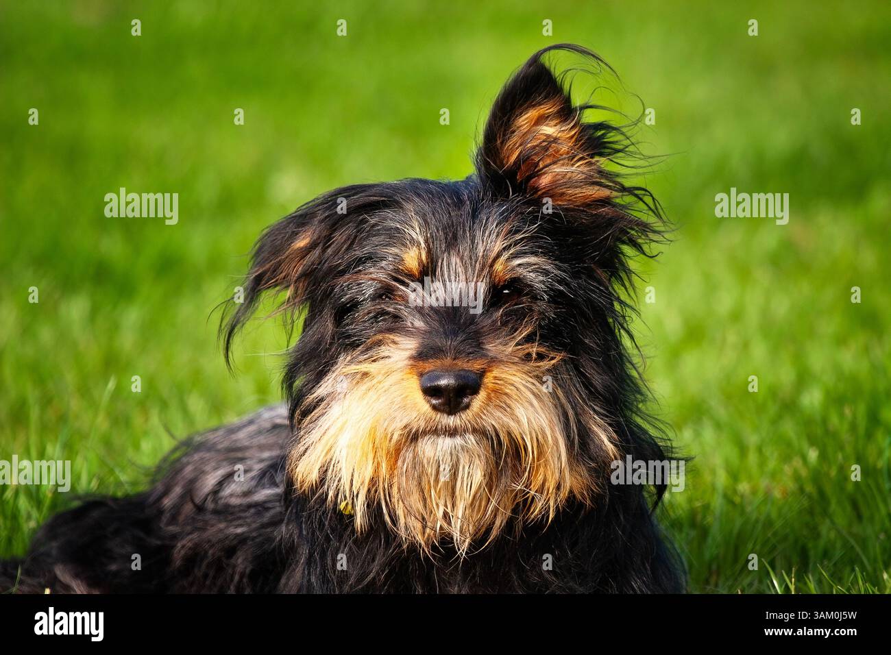 a cute hairy dog with one ear up Stock Photo - Alamy