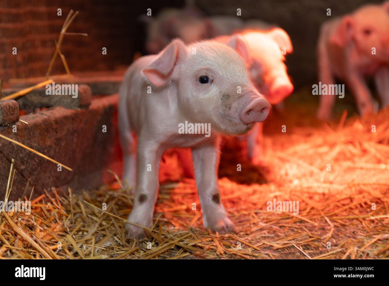 Fuzzy piglets hi-res stock photography and images - Alamy