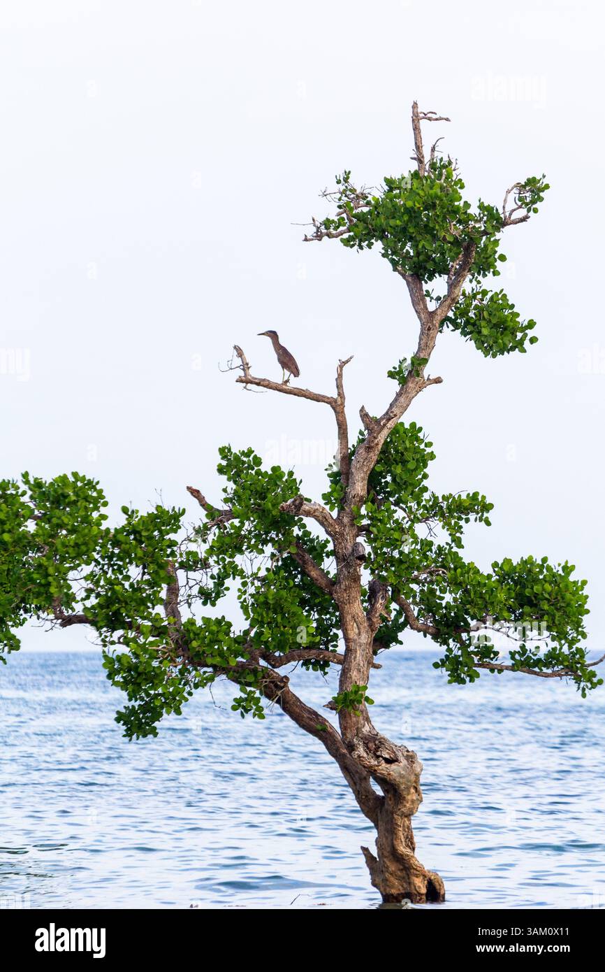 A lone heron perched gracefully on a mangrove tree branch in Isla ...