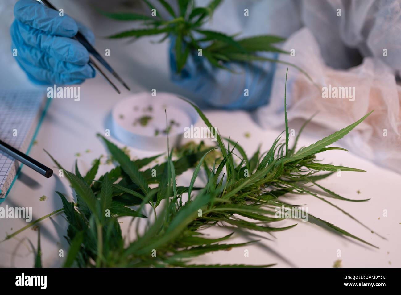 This lab is designed for comprehensive analysis of diverse cannabis ...