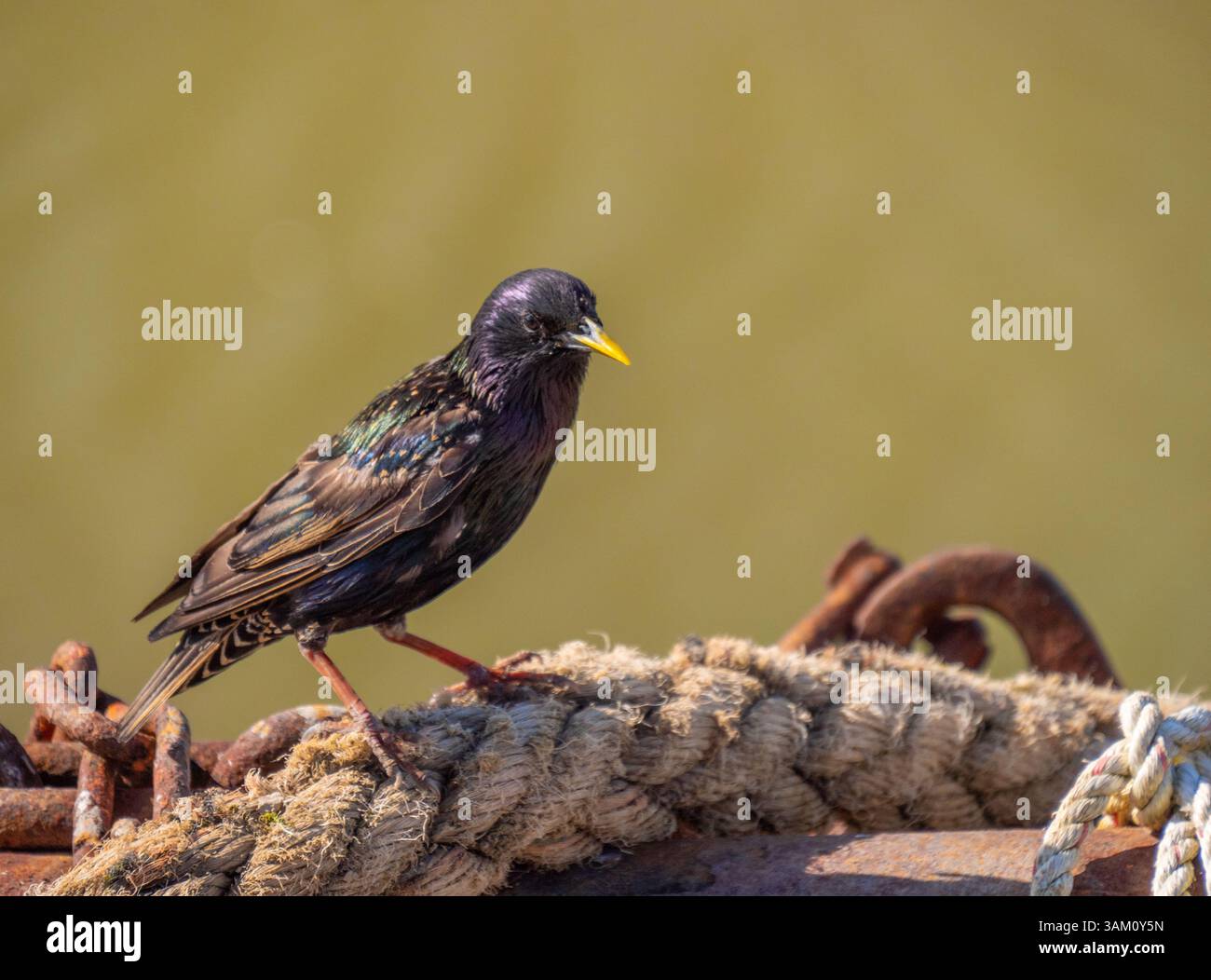 The common starling, scientifically known as *Sturnus vulgaris*, is a ...