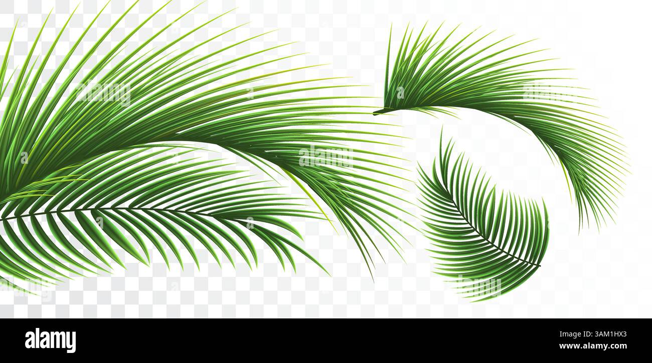 Coconut palm leaves on transparent background. Palm leaves. Floral ...