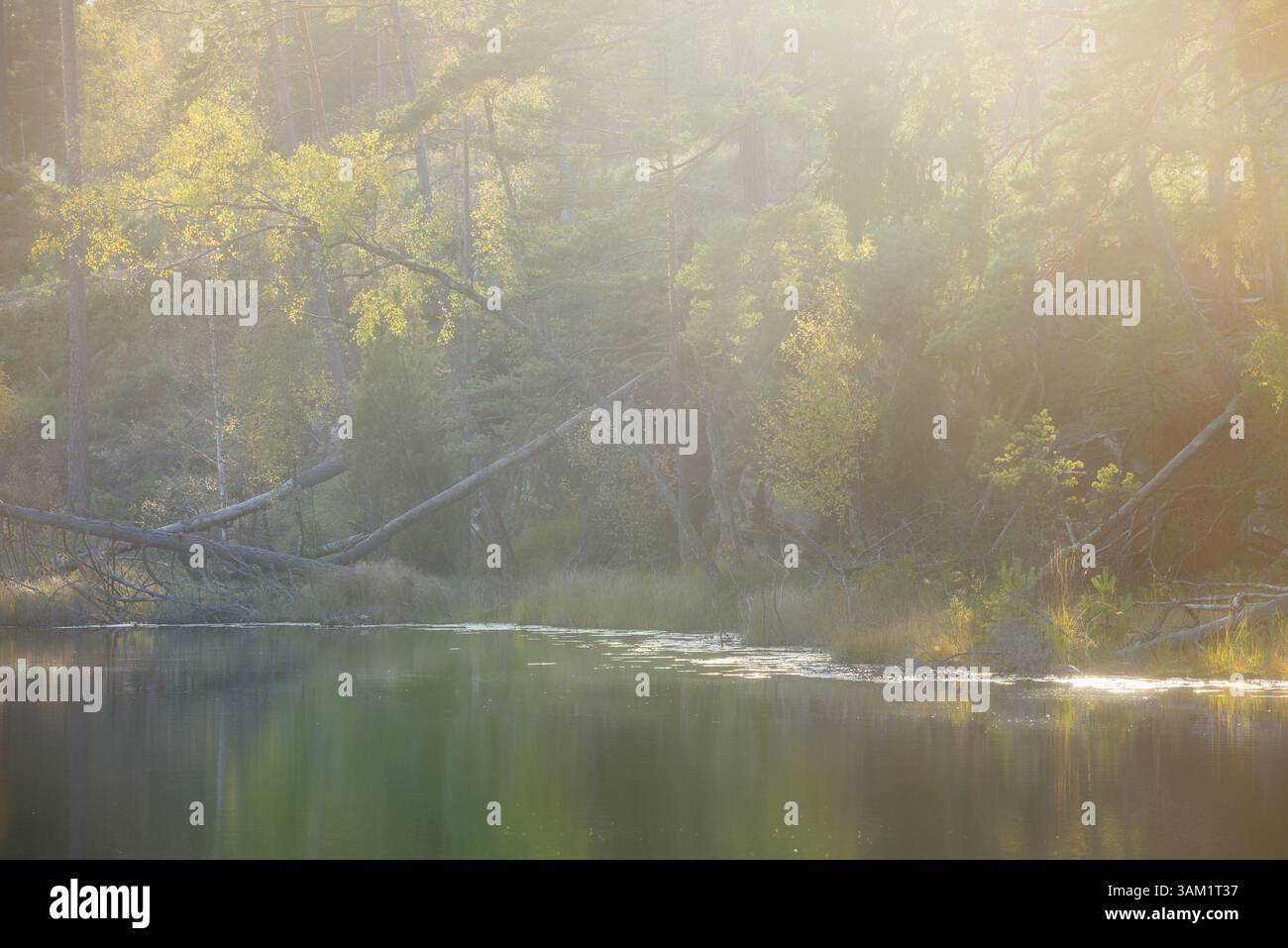 Soft golden light filters through mist, illuminating the trees around a ...