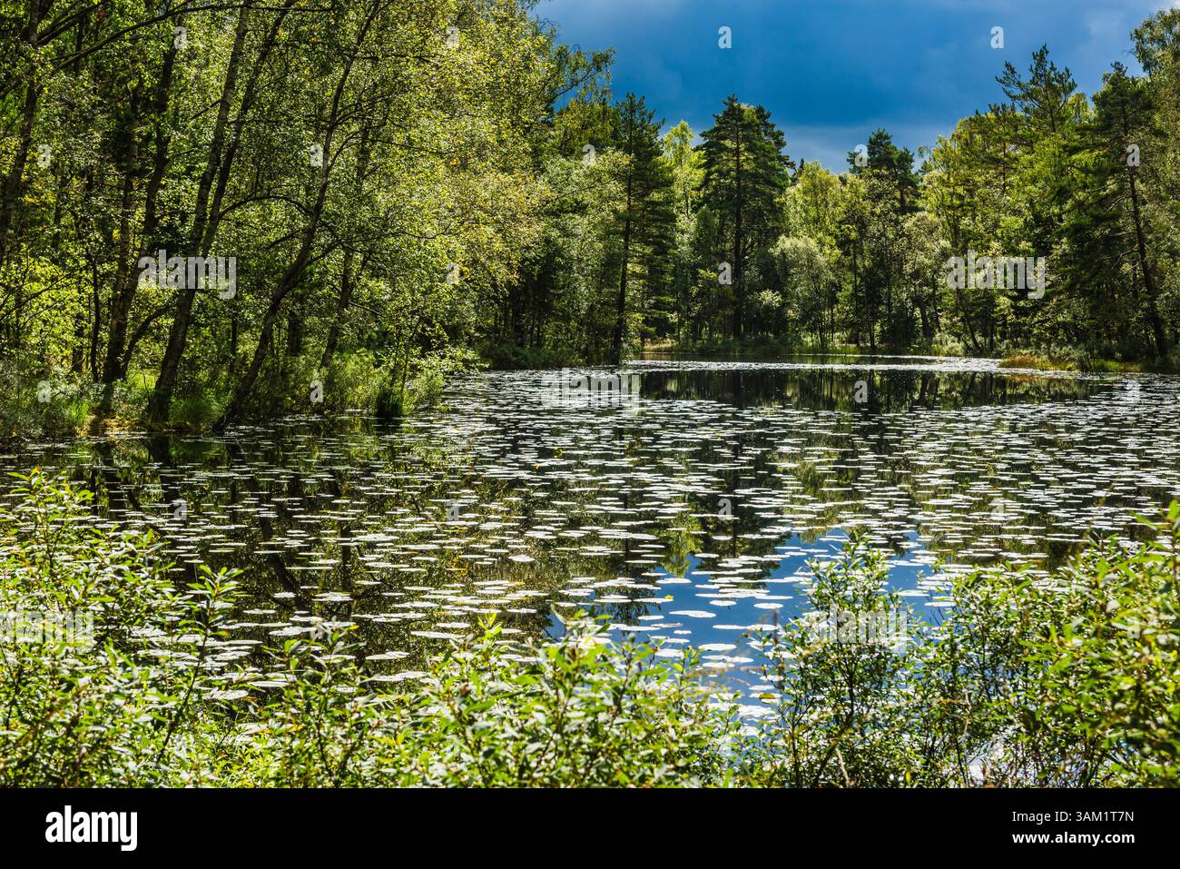 Serene Swedish nature showcases a tranquil pond surrounded by vibrant ...