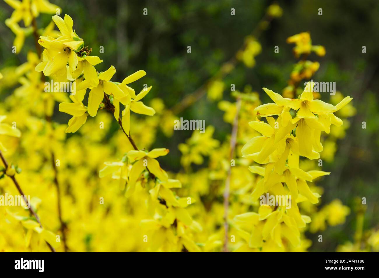 forsythia hedge flowering in early spring, garden shrub Stock Photo - Alamy