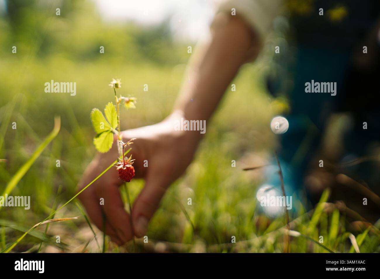 Female harvesting wild berries in summer forest outdoors kneeling on ...