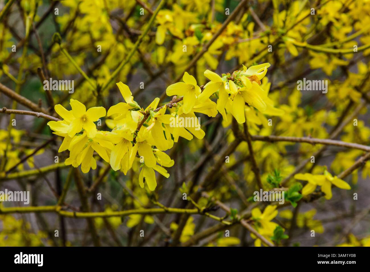 forsythia hedge flowering in early spring, garden shrub Stock Photo - Alamy