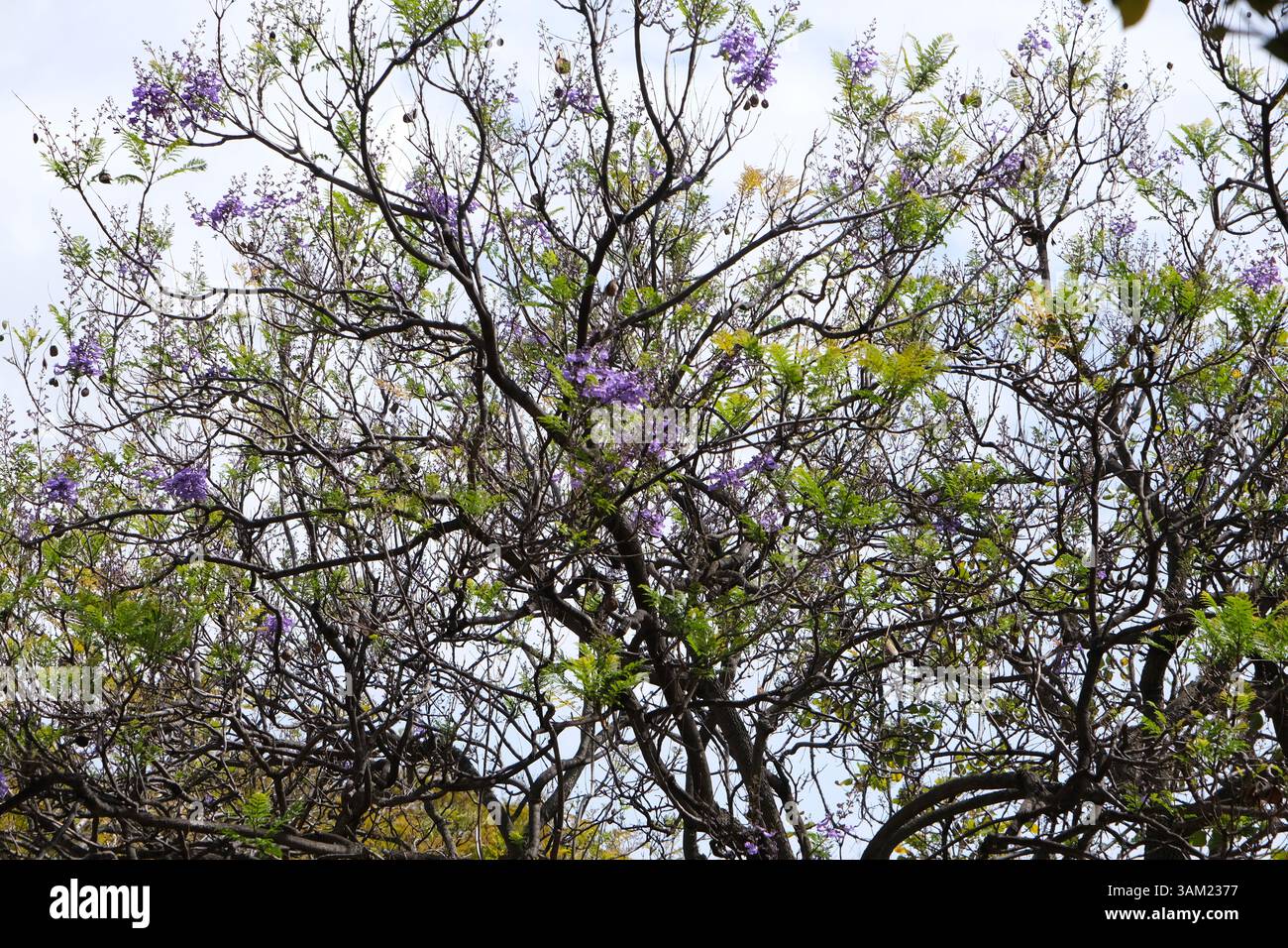 Jacaranda tree hi-res stock photography and images - Alamy