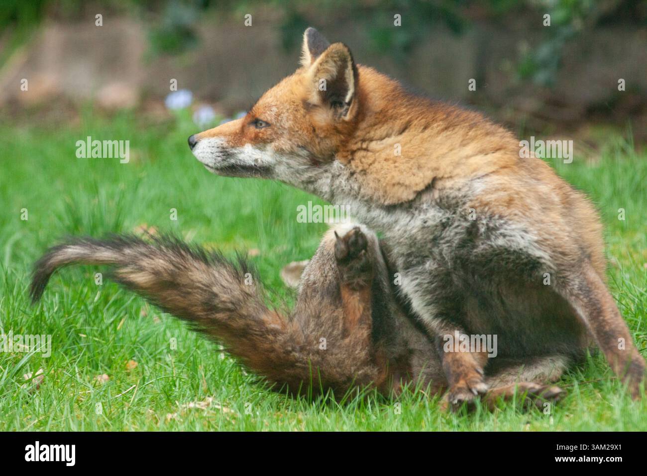 London, UK. 13th Apr, 2025. An urban fox that lives in a garden in ...