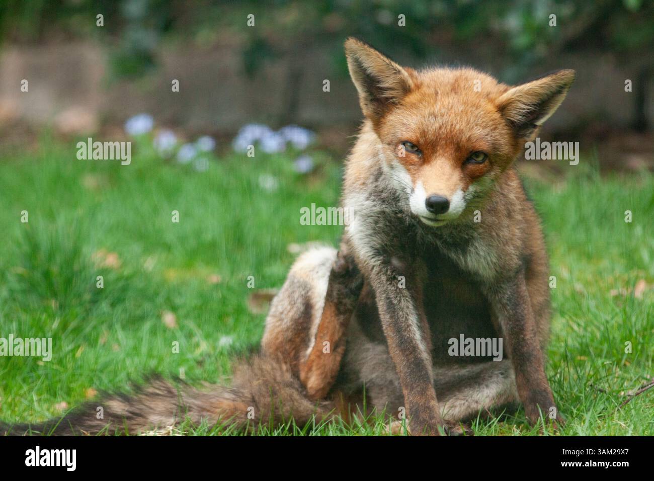 London, UK. 13th Apr, 2025. An urban fox that lives in a garden in ...