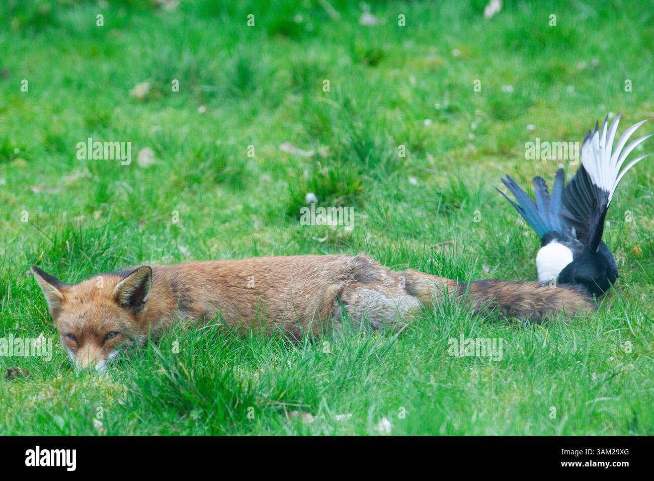 Magpies in the garden hi-res stock photography and images - Alamy