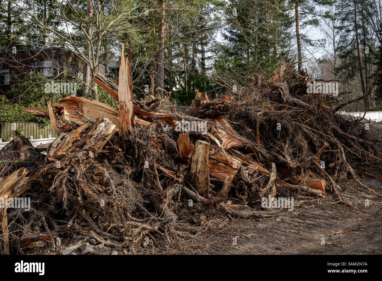 Uprooted and broken tree trunks stacked after storm damage in forest ...