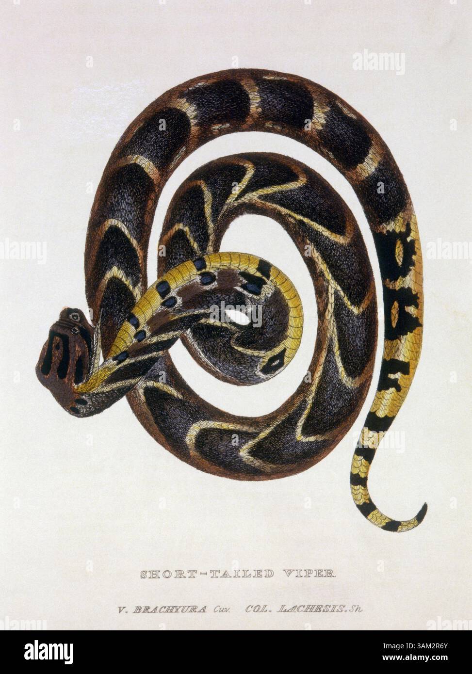 Short tailed viper hi-res stock photography and images - Alamy