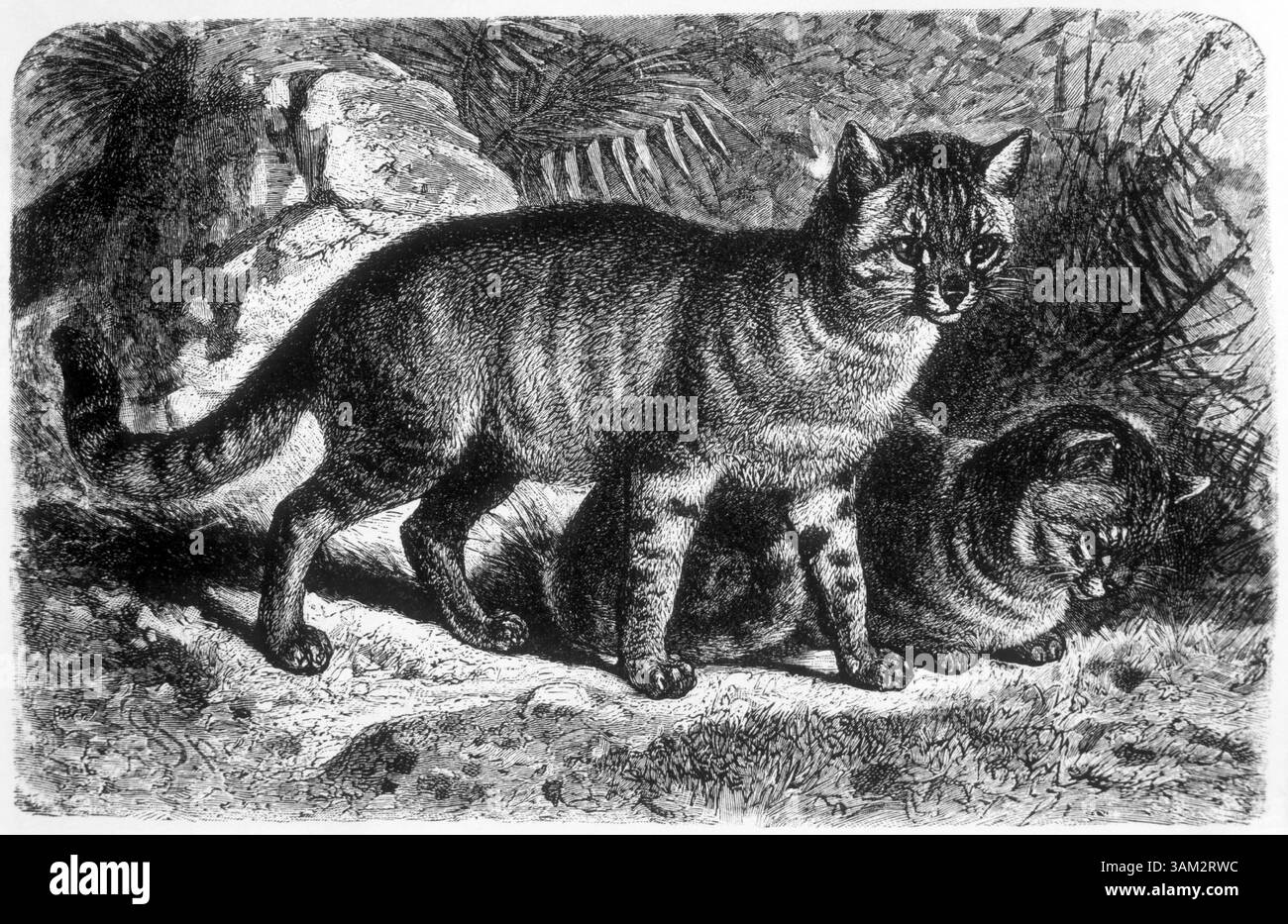 June 1, 1900 - Egyptian Cats, Animate Creation, Engraving, Circa 1898 ...