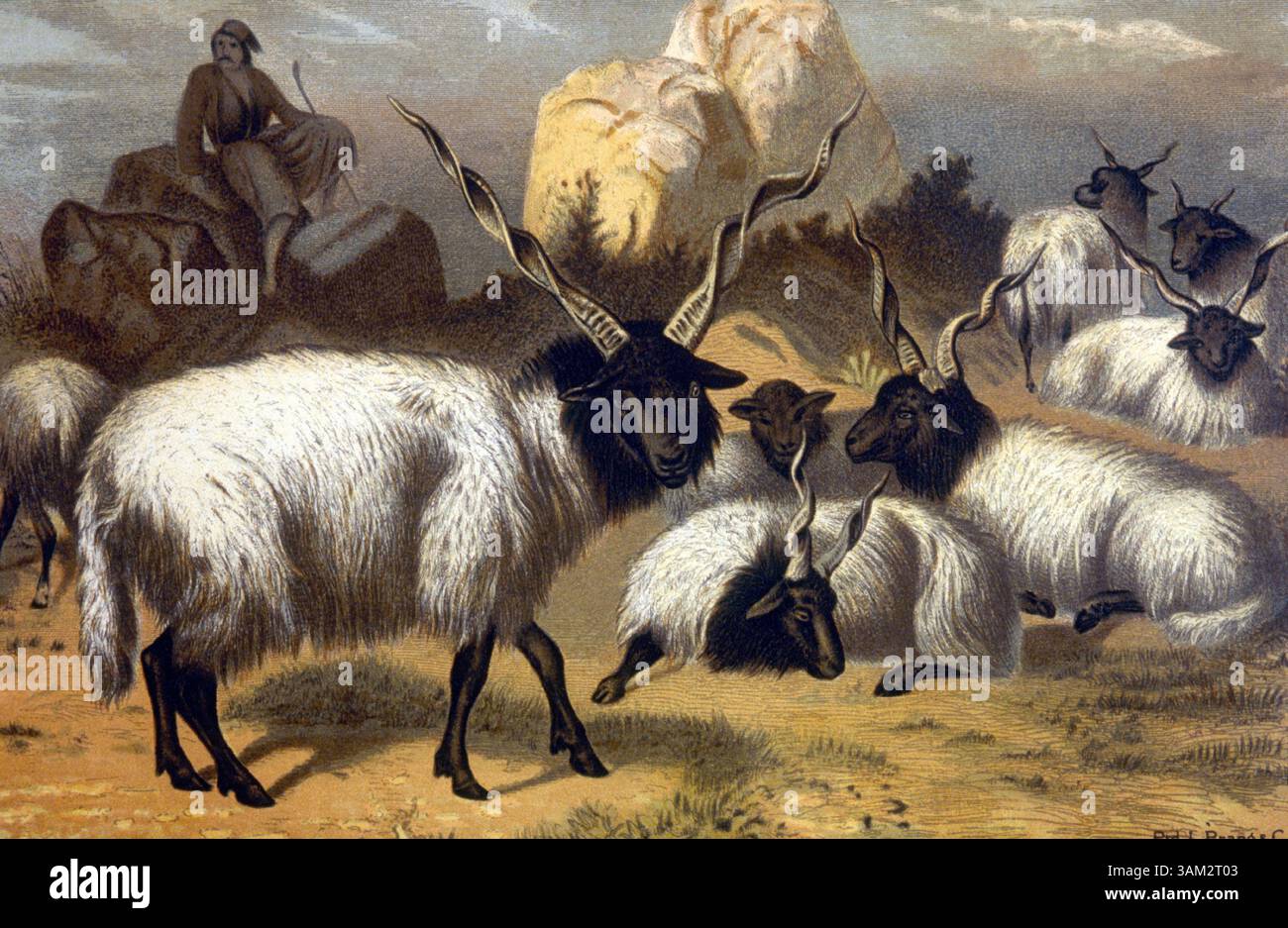 Wallachian sheep hi-res stock photography and images - Alamy