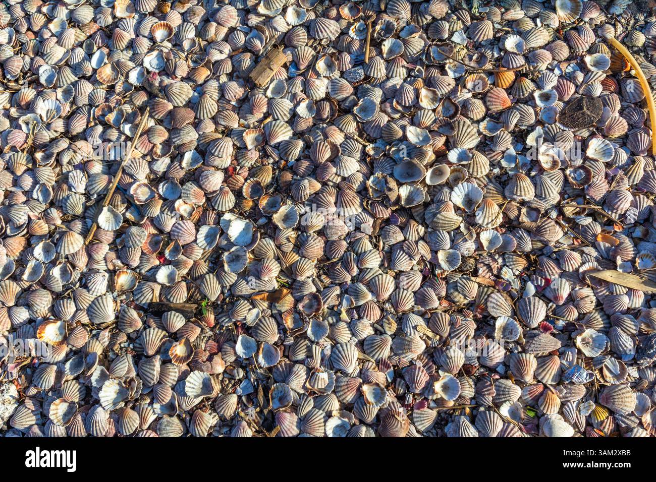 Iloilo shells hi-res stock photography and images - Alamy