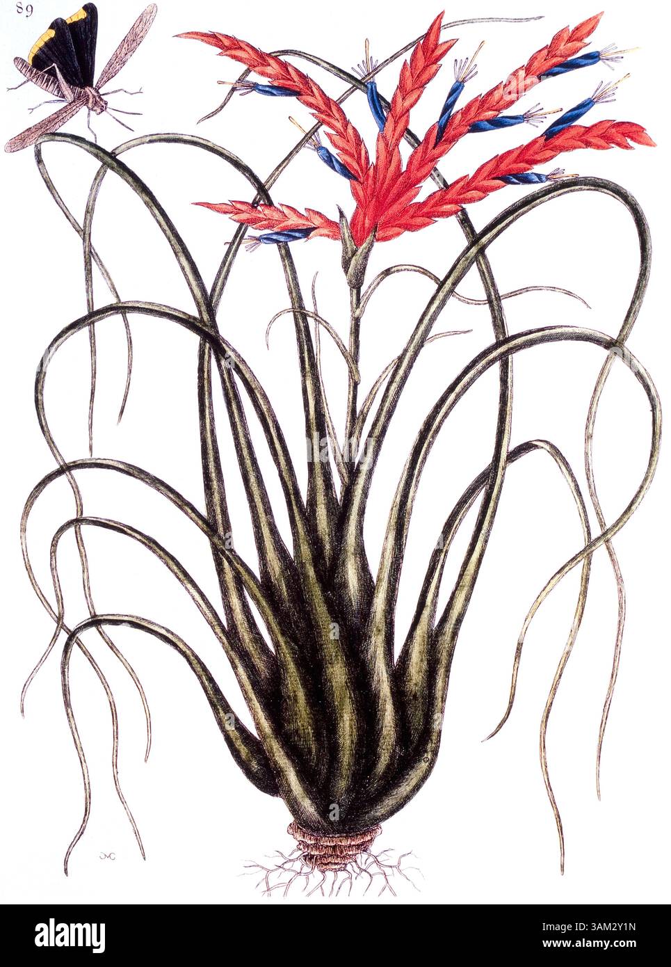 Florida wild flower Cut Out Stock Images & Pictures - Alamy