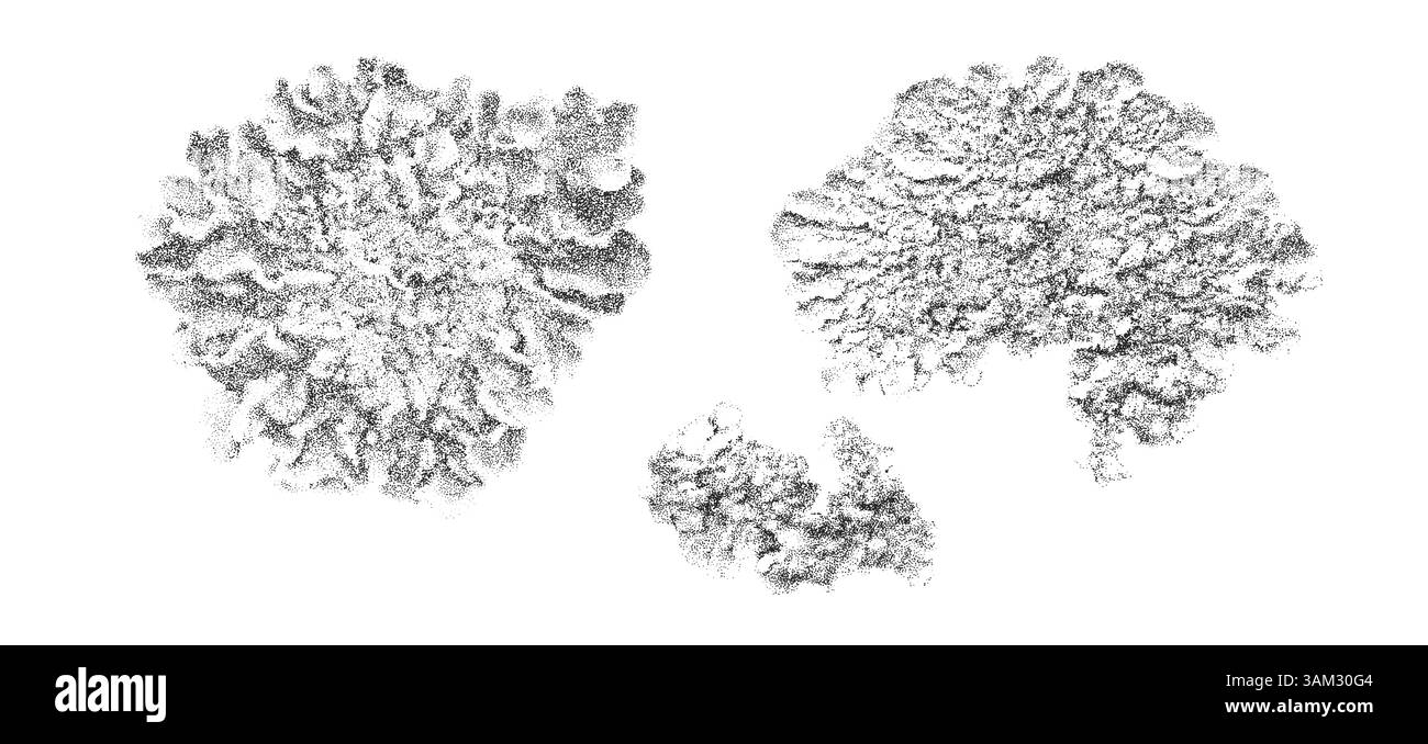 Vintage Stippling Illustration of a Lichen Featuring Intricate Details ...