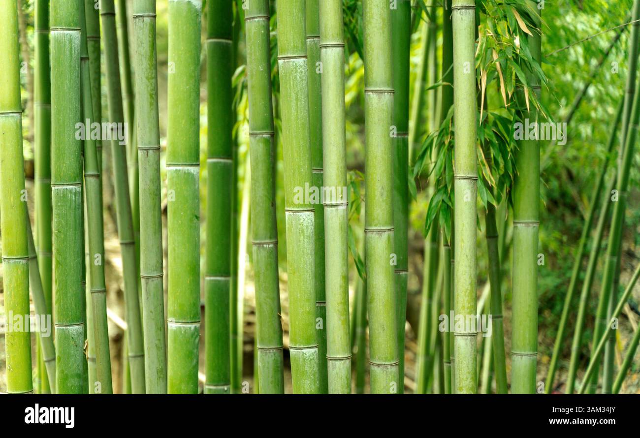 Bamboo forest background. Green thickets of bamboo plant in Asia. High ...