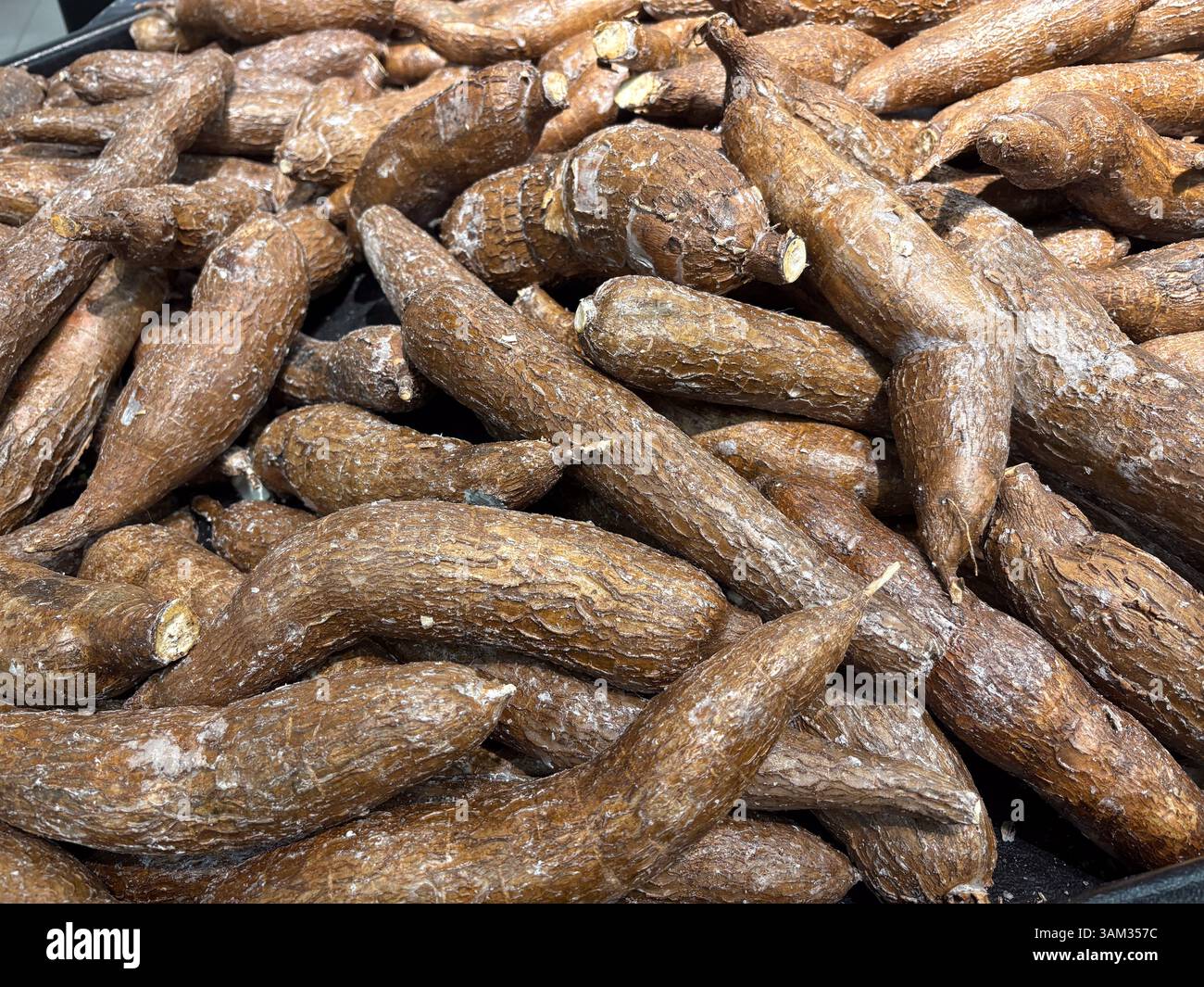 A close-up shows a pile of yuca roots, showcasing their brown, rough ...