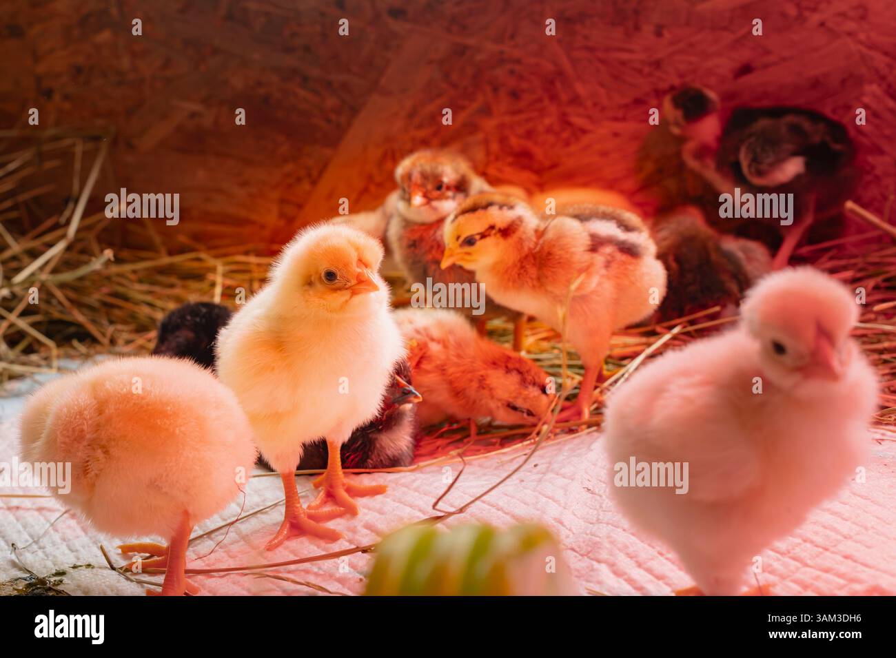 Two-day-old chicks nursery under the red heating lamp, chicks of ...