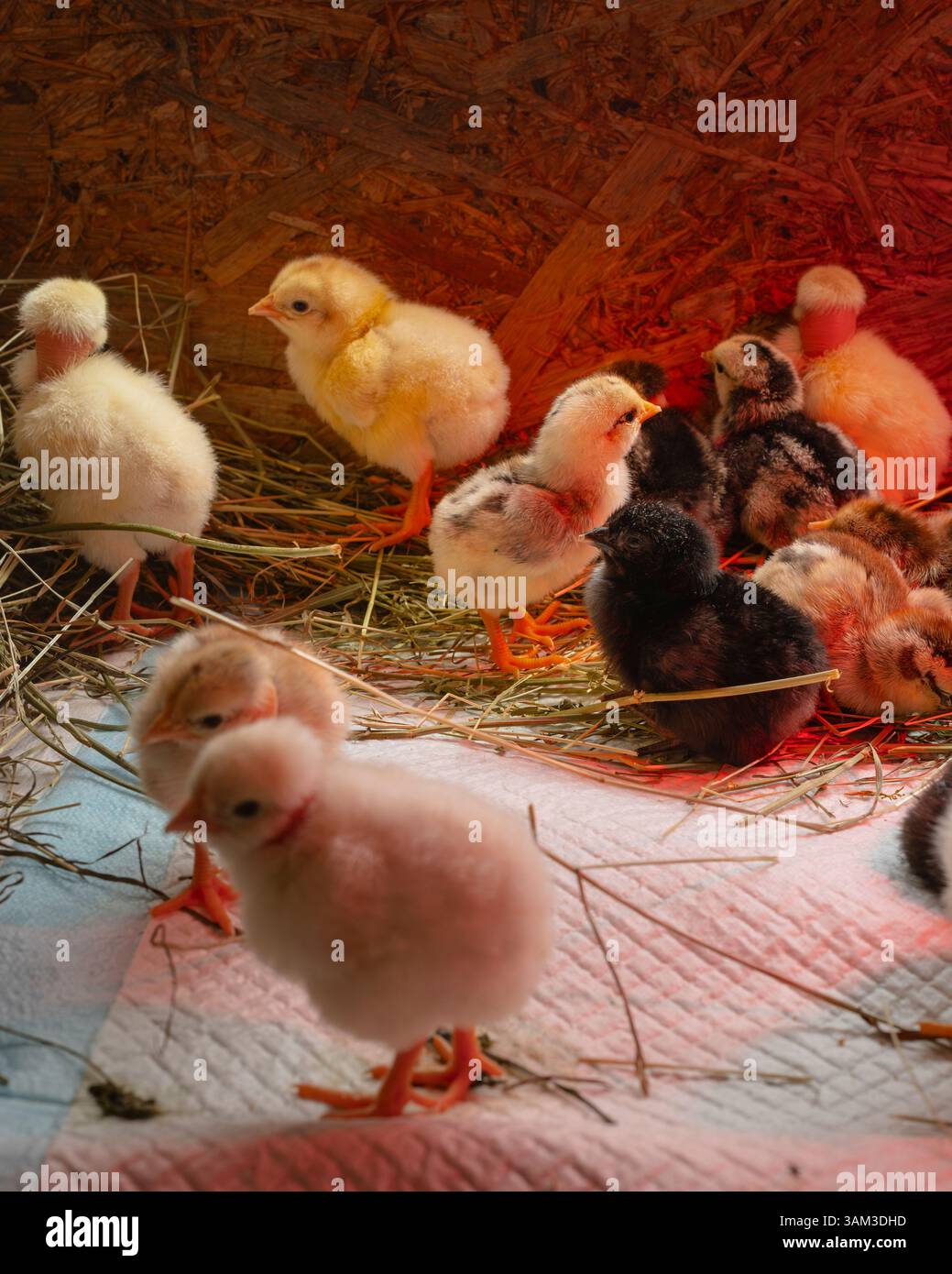 Two-day-old chicks nursery under the red heating lamp, chicks of ...