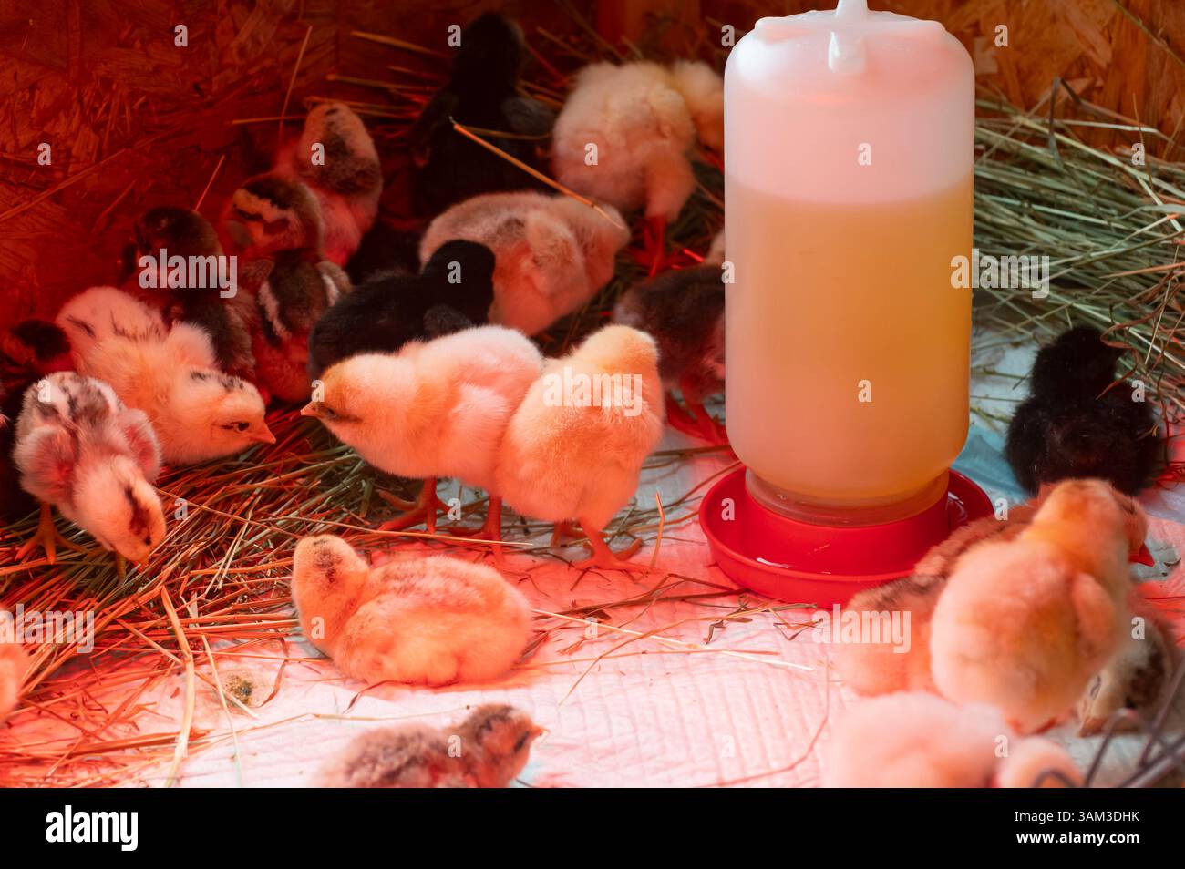 Two-day-old chicks nursery under the red heating lamp, chicks of ...