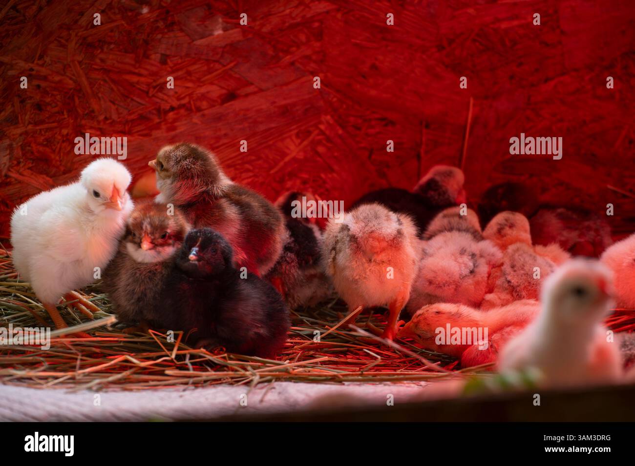 Two-day-old chicks nursery under the red heating lamp, chicks of ...