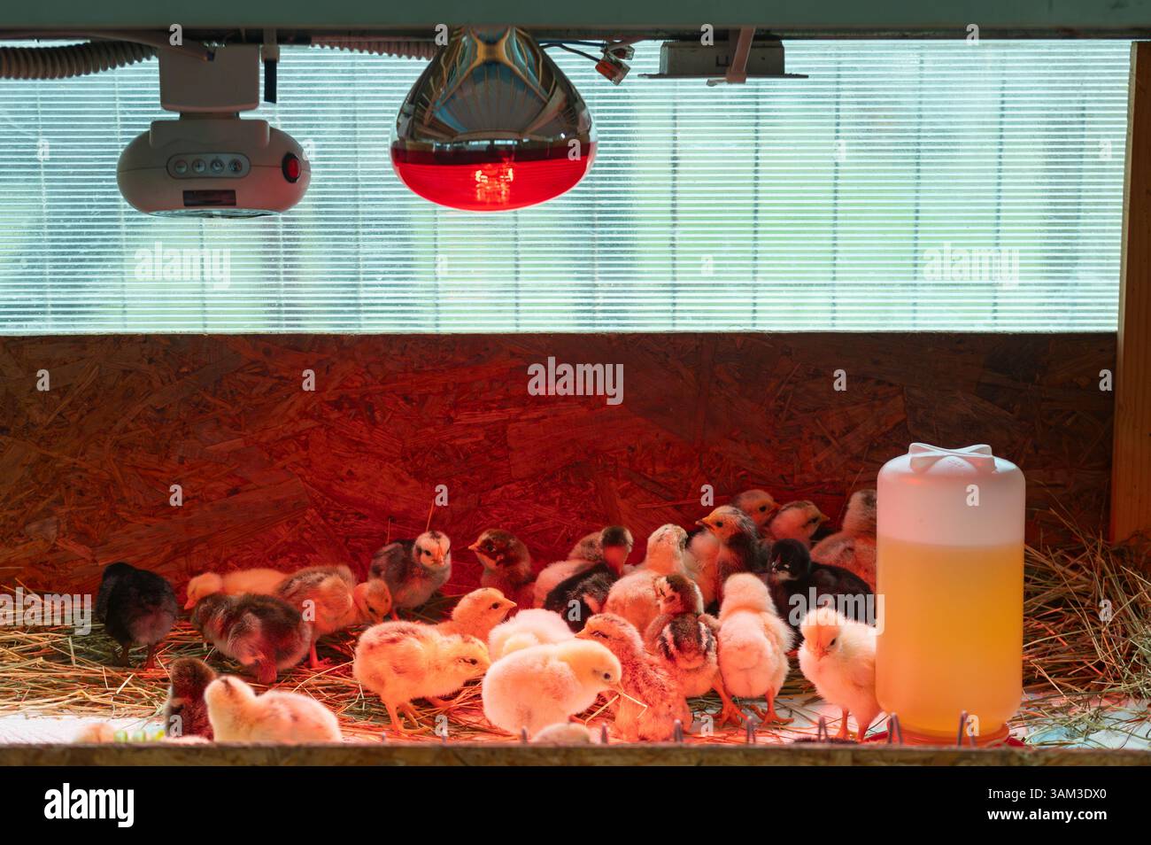 Two-day-old chicks nursery under the red heating lamp, chicks of ...