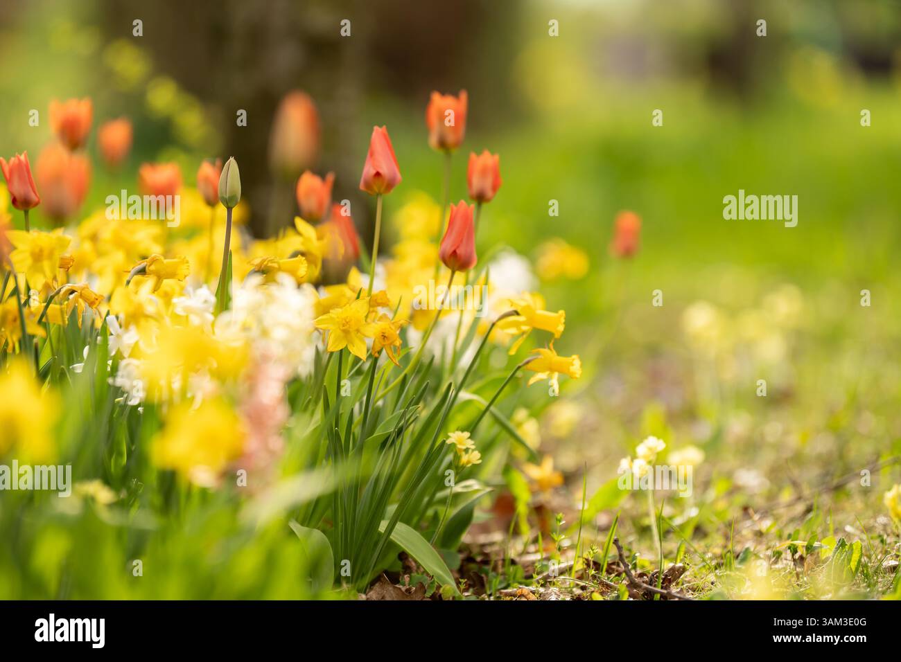 13 April 2025, Baden-Württemberg, Gönningen: Tulips and other flowers ...