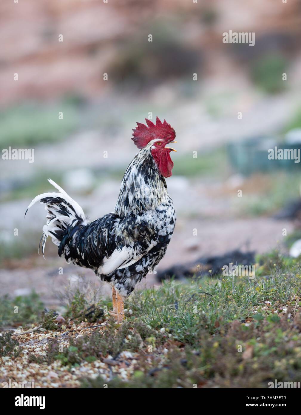 Horizontal rooster hi-res stock photography and images - Alamy