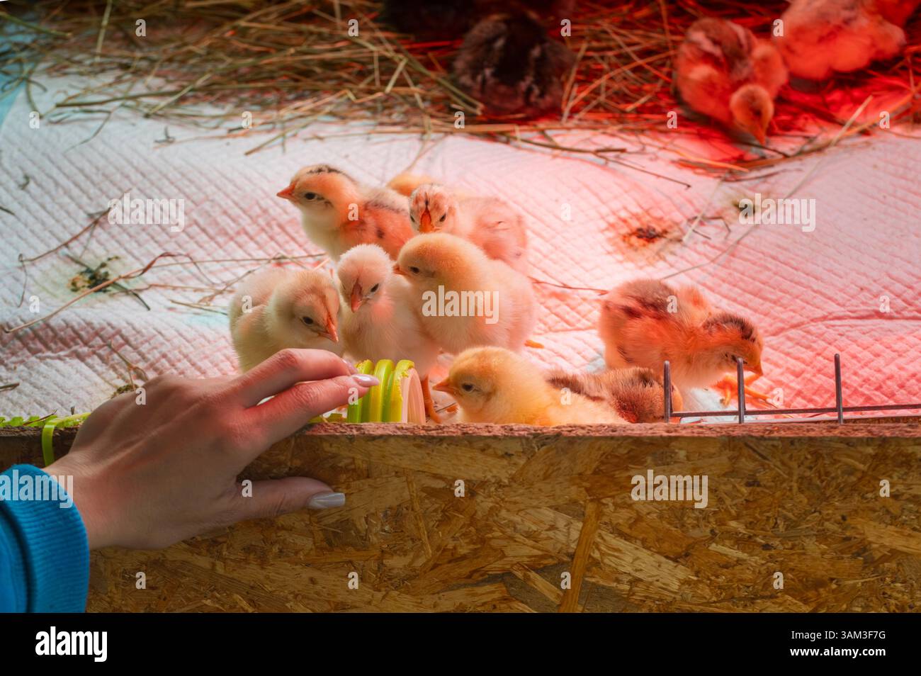 Two-day-old chicks nursery under the red heating lamp, chicks of ...
