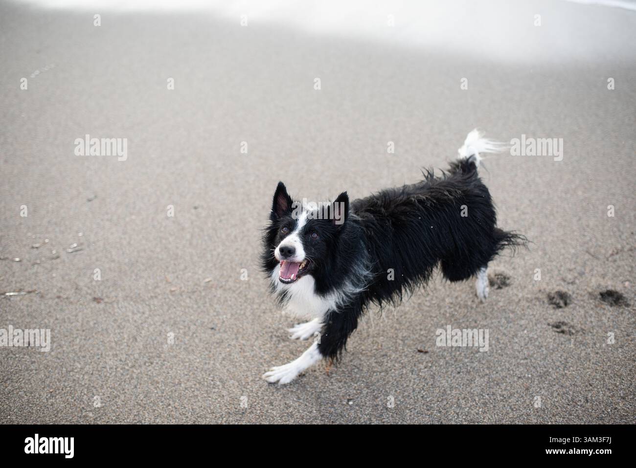 Border collie portrait woman hi-res stock photography and images - Alamy