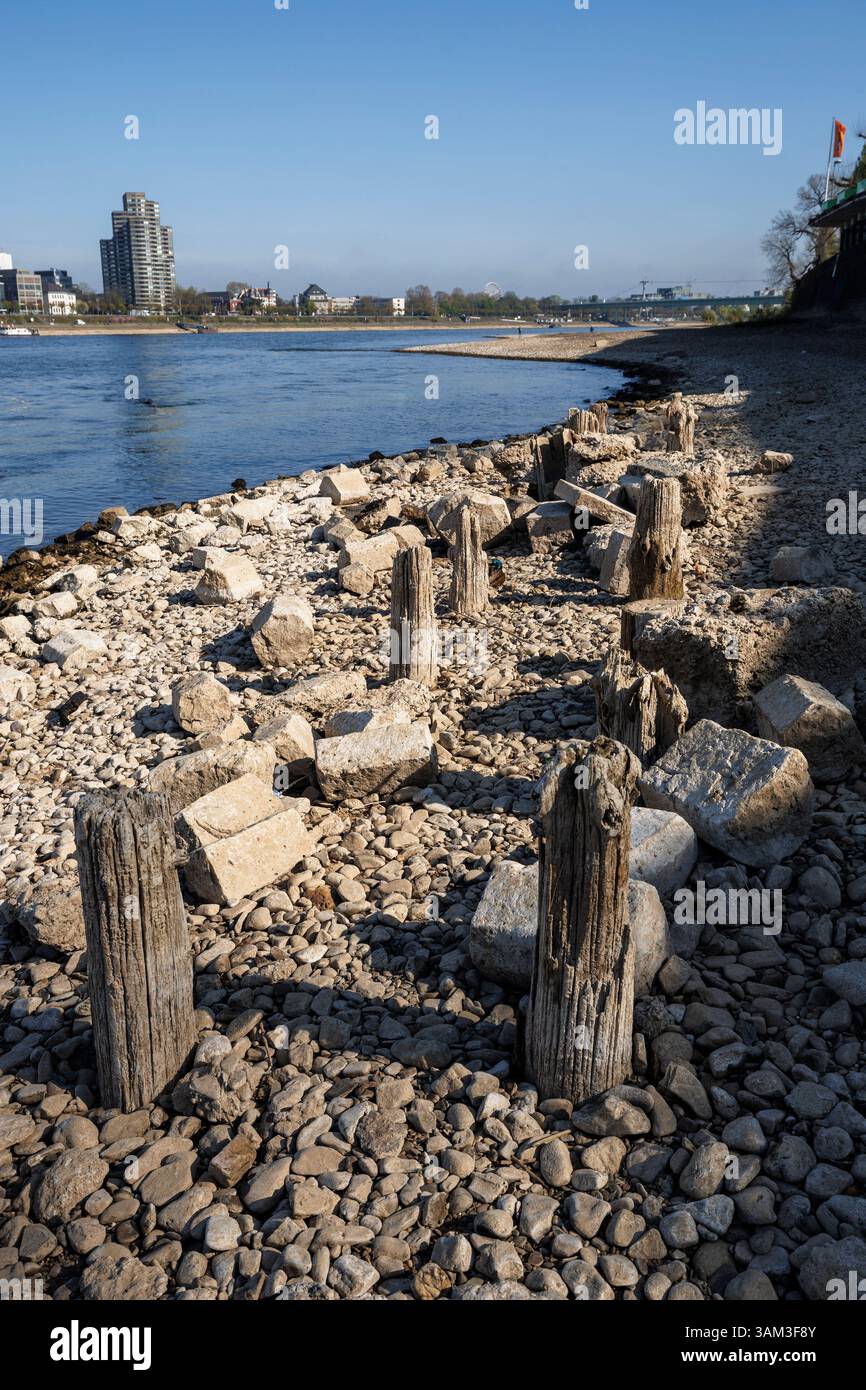 wooden piles on the banks of the Rhine in the district Deutz visible at ...